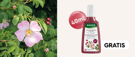 Rausch Farbschutz-Shampoo mit Wildrose kaufen | BellAffair.de